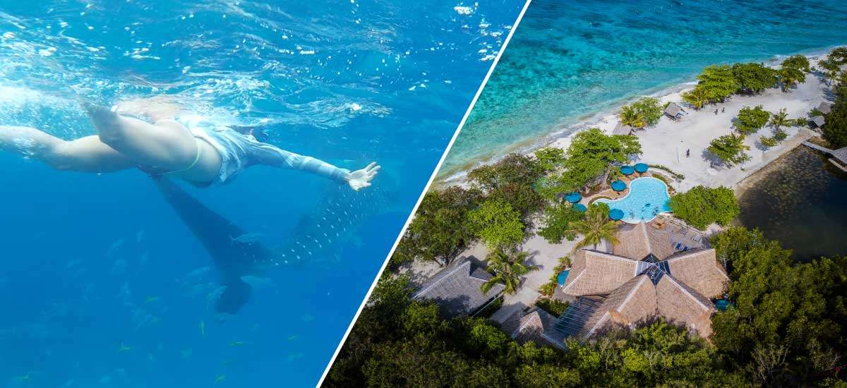 Oslob Whale Shark Watching + Sumilon Island Day Tour | Island Trek Tours