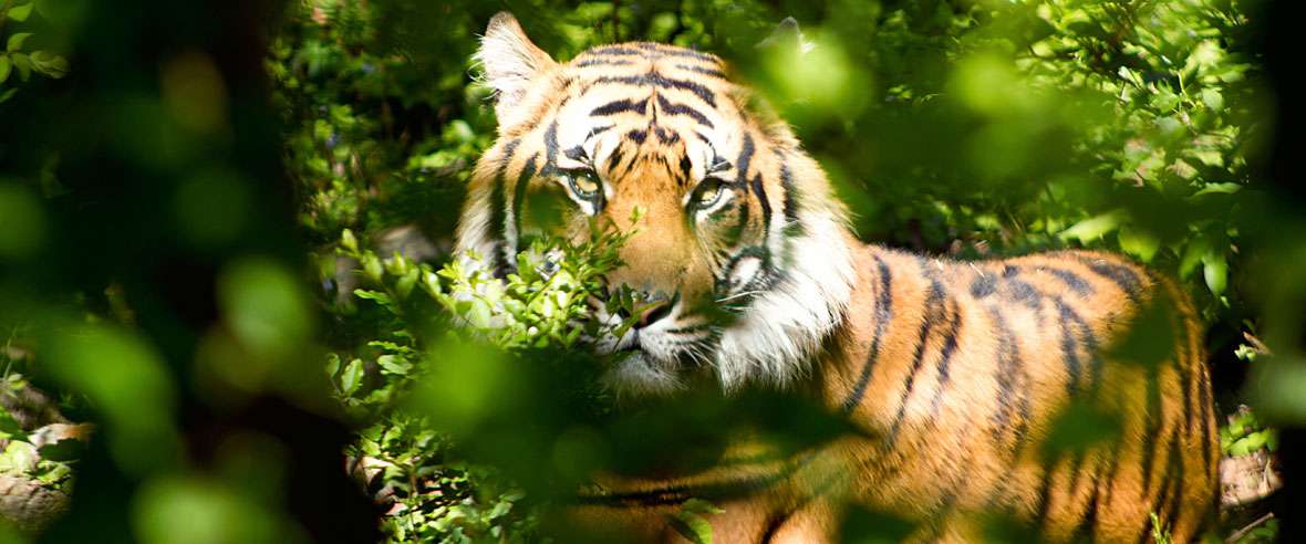 Cebu Safari and Adventure Tour Package | Island Trek Tours