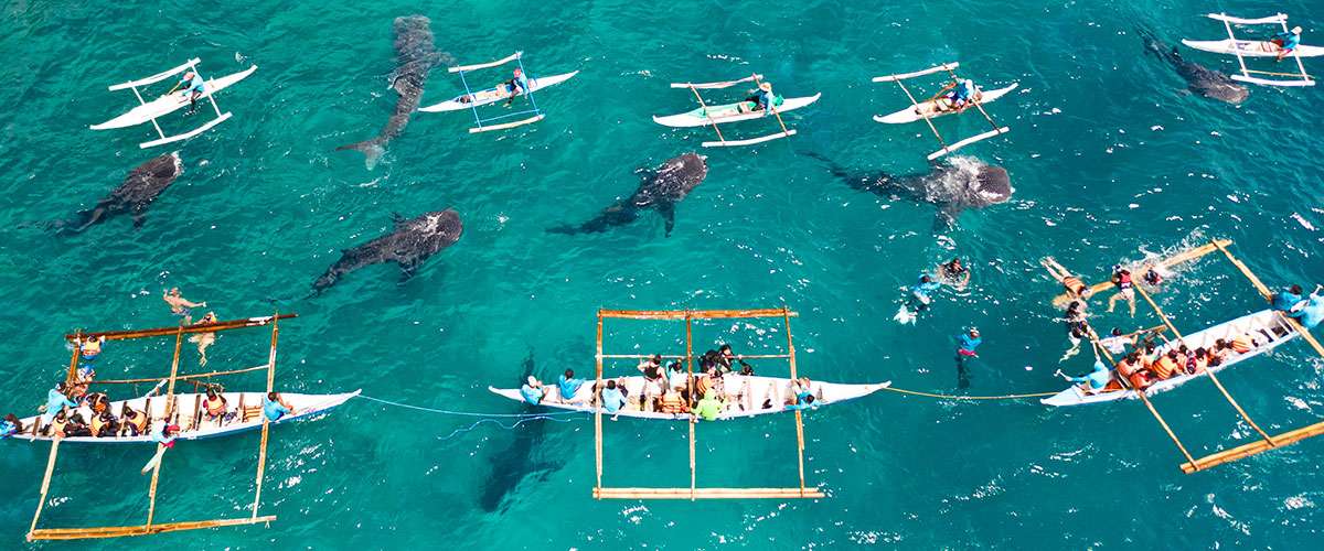 Oslob Whale Shark Watching Tour - Meetup Oslob | Island Trek Tours