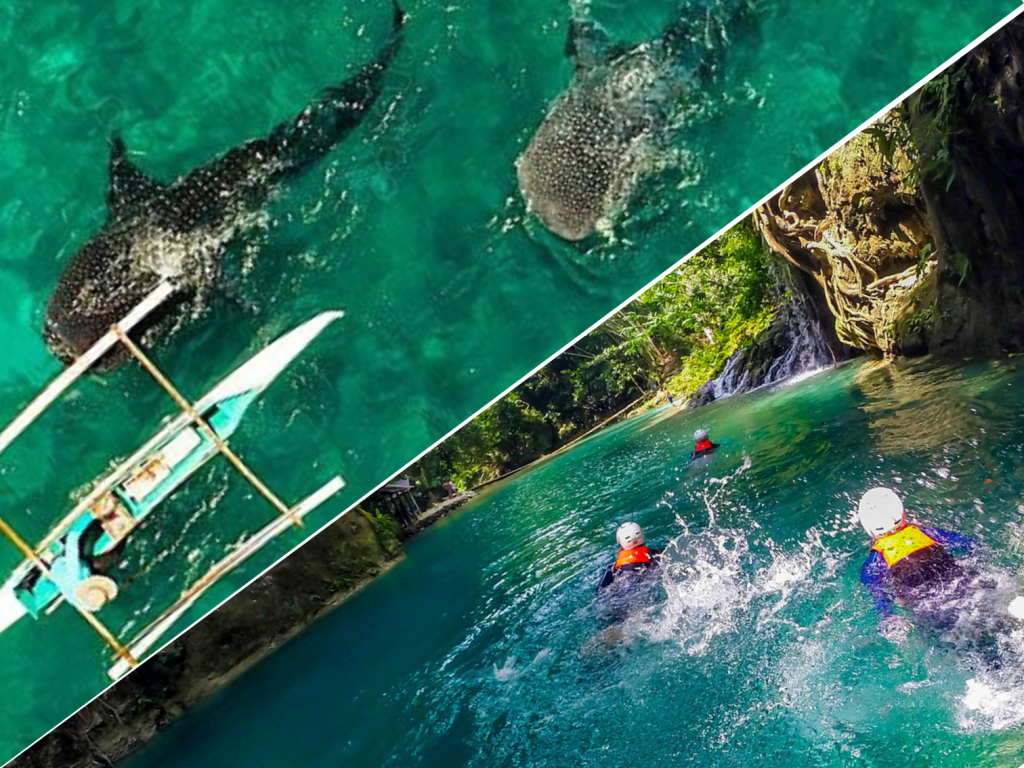 Oslob | Island Trek Tours